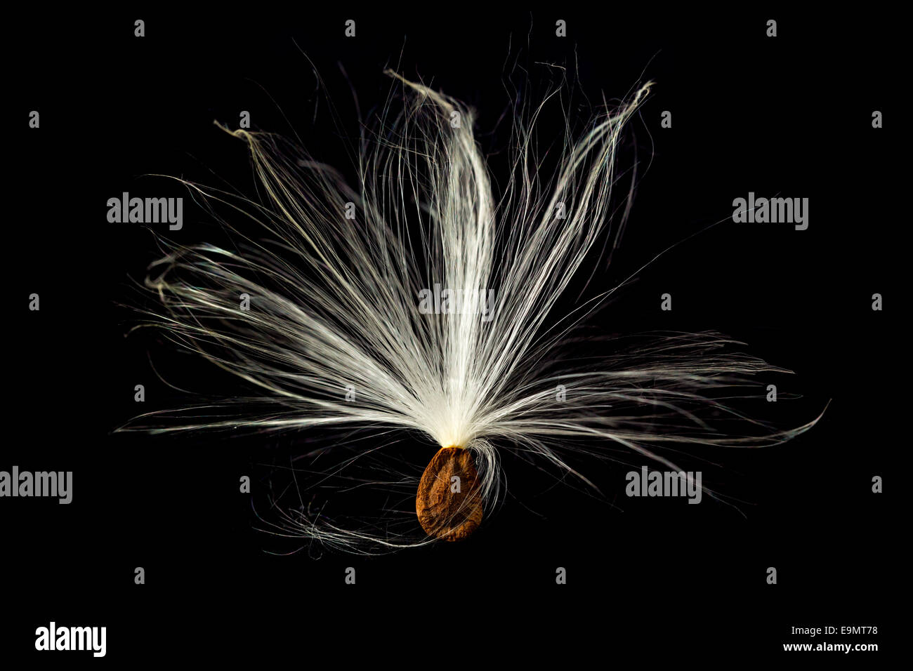 Macro photo of swamp milkweed seed pod Stock Photo - Alamy