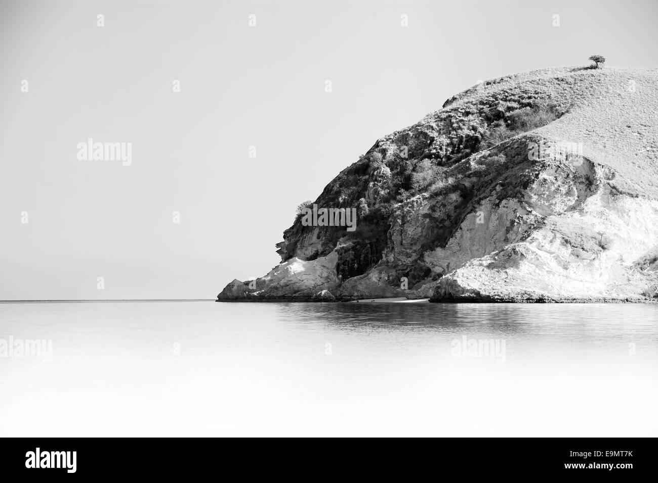 One small tree Black and White Stock Photos & Images - Alamy