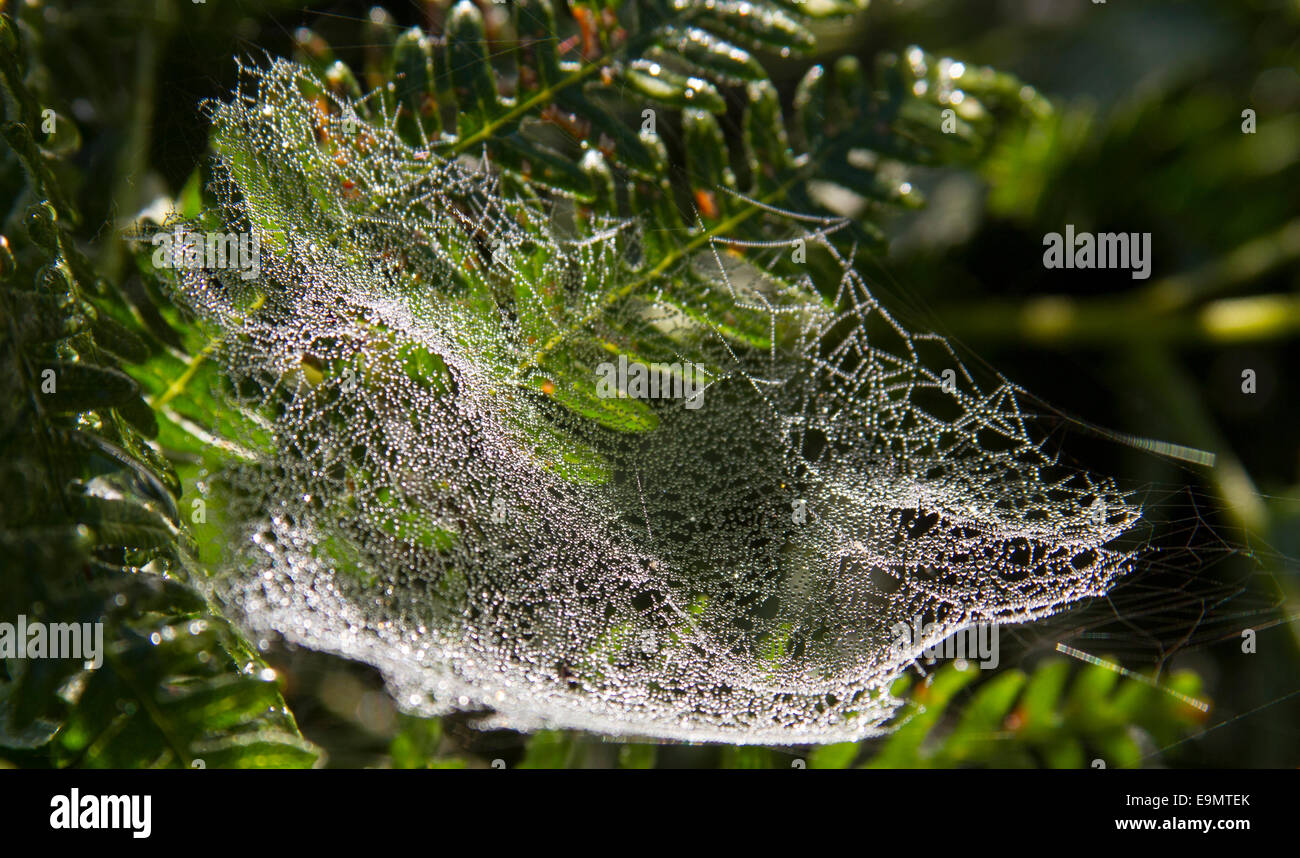 Cobweb with dew in sunshine Stock Photo - Alamy