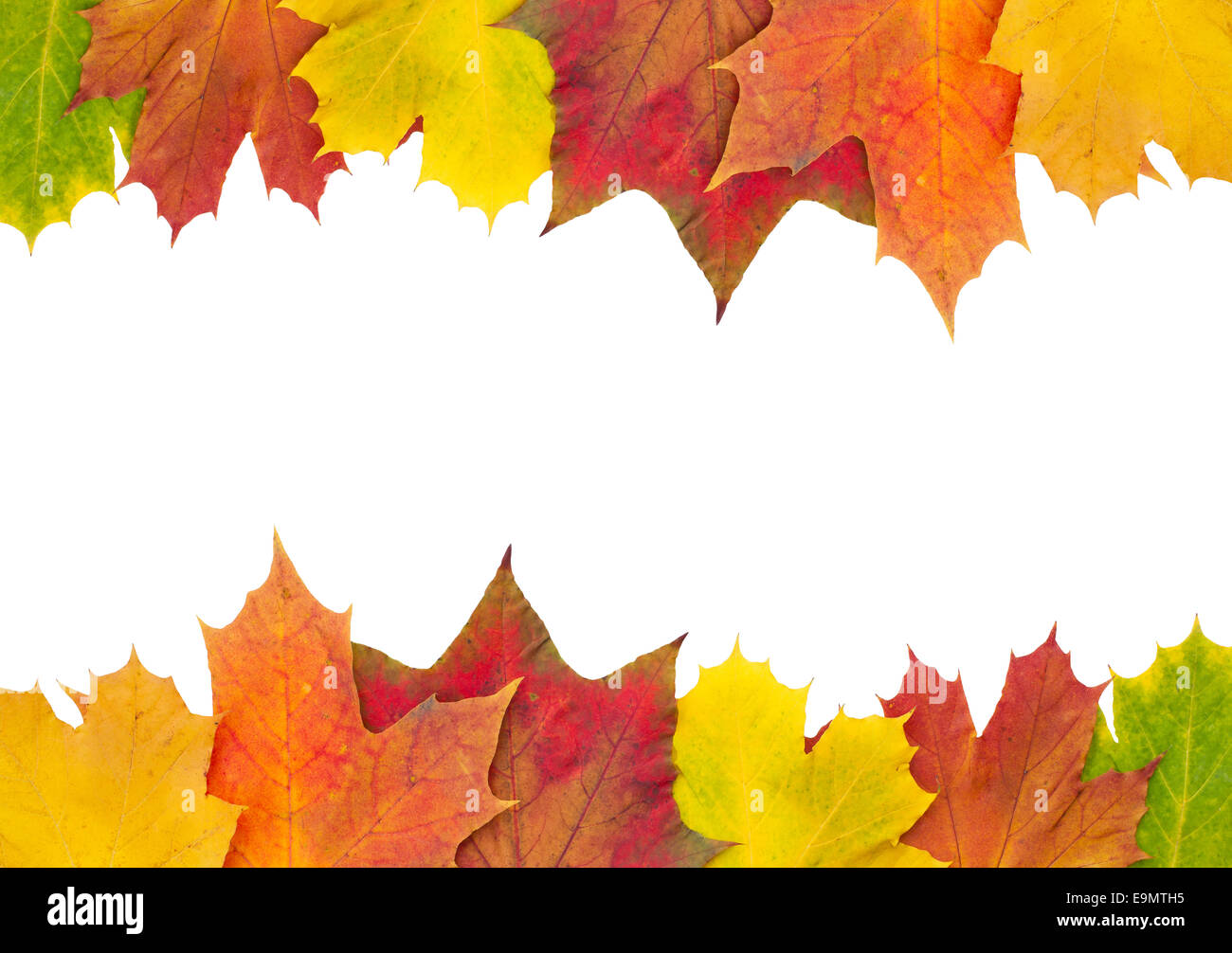 Autumn Leaves - white background Stock Photo - Alamy