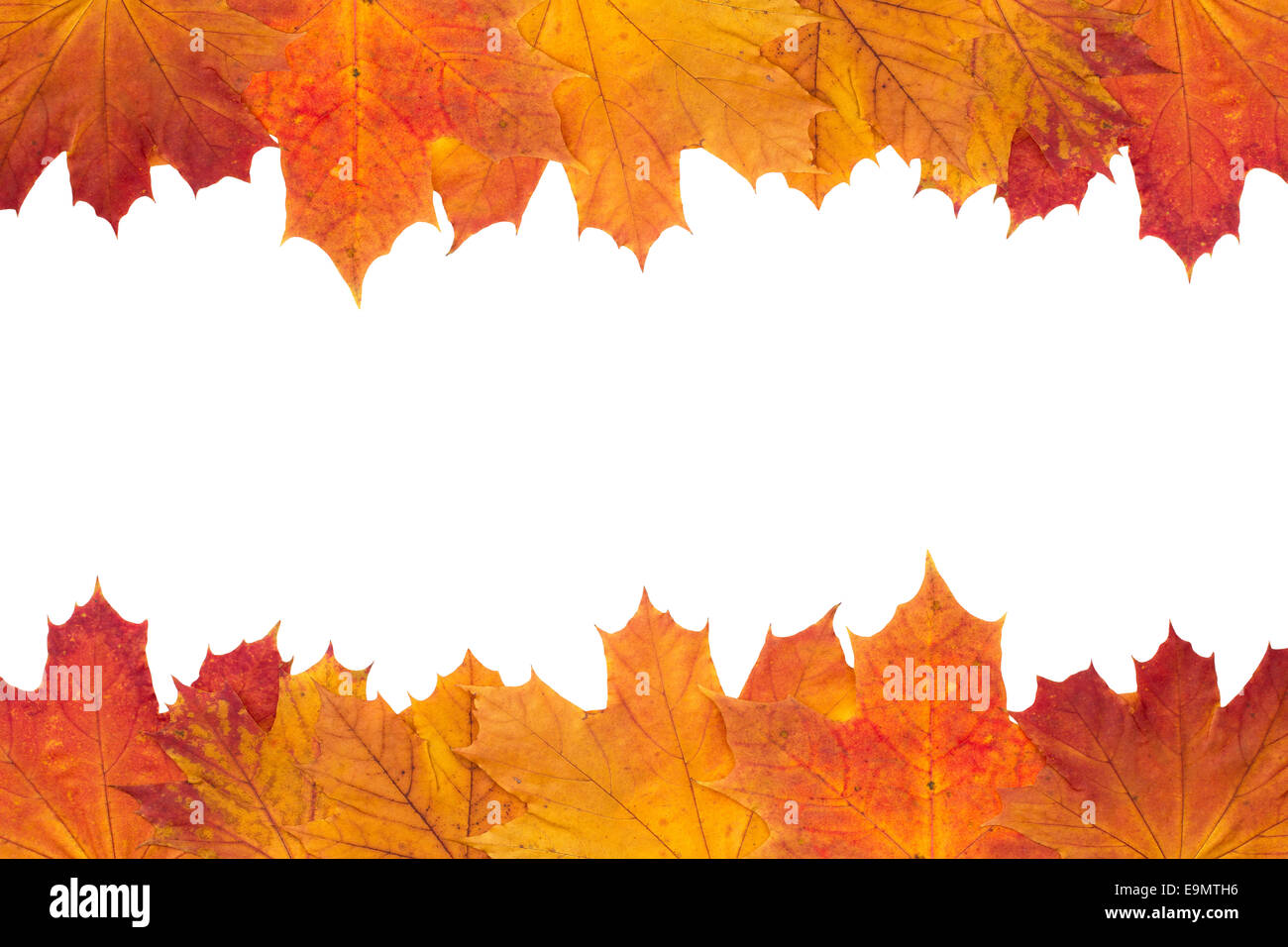Autumn Leaves - white background Stock Photo - Alamy