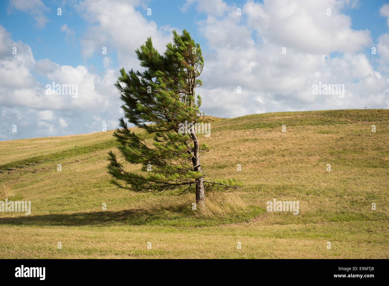 A tree growing bent out of shape by the wind, with branches only on th ...