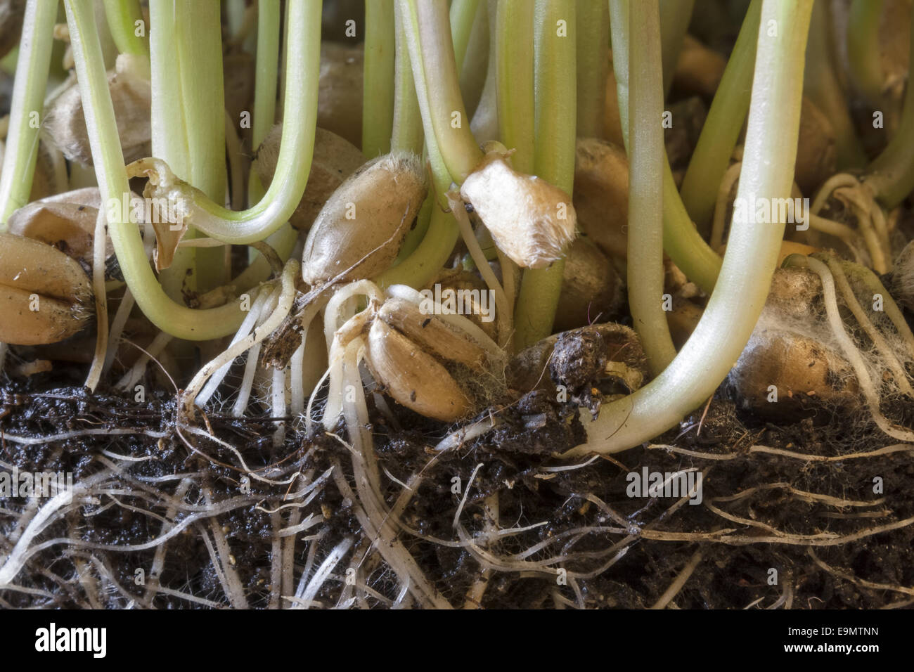 Germinating wheat seedlings hi-res stock photography and images - Alamy