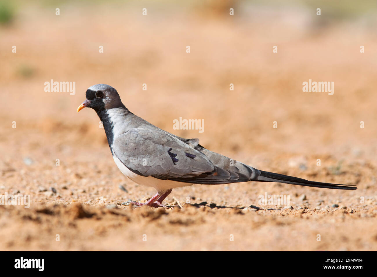 Namaqua dove, Oena capensis, Witsand nature reserve, Northern Cape ...
