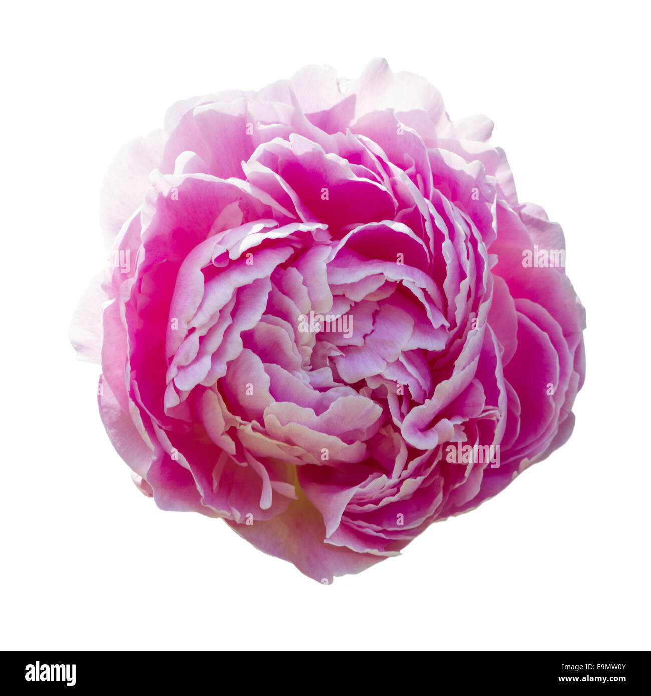 Gefuellte pfingstrosen Cut Out Stock Images & Pictures - Alamy