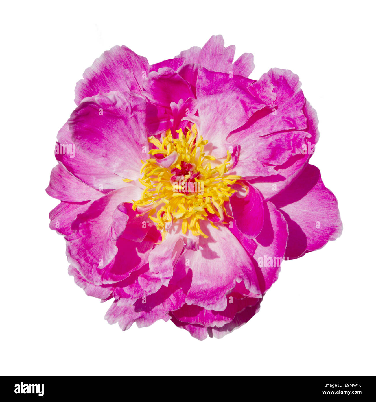 Yellow peony flowers blooming Cut Out Stock Images & Pictures - Alamy
