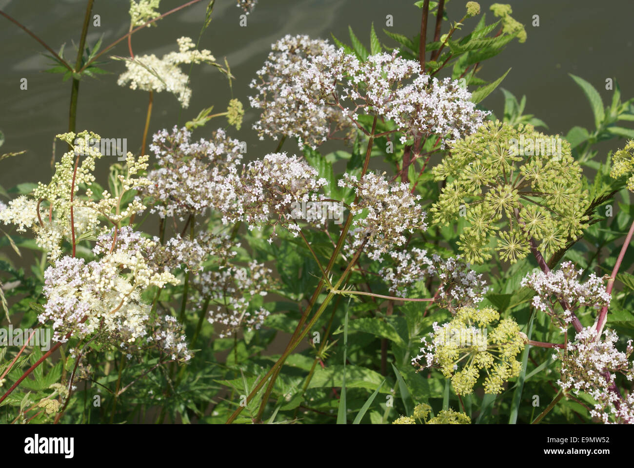 Valeriana officinalis garten baldrian hi-res stock photography and ...