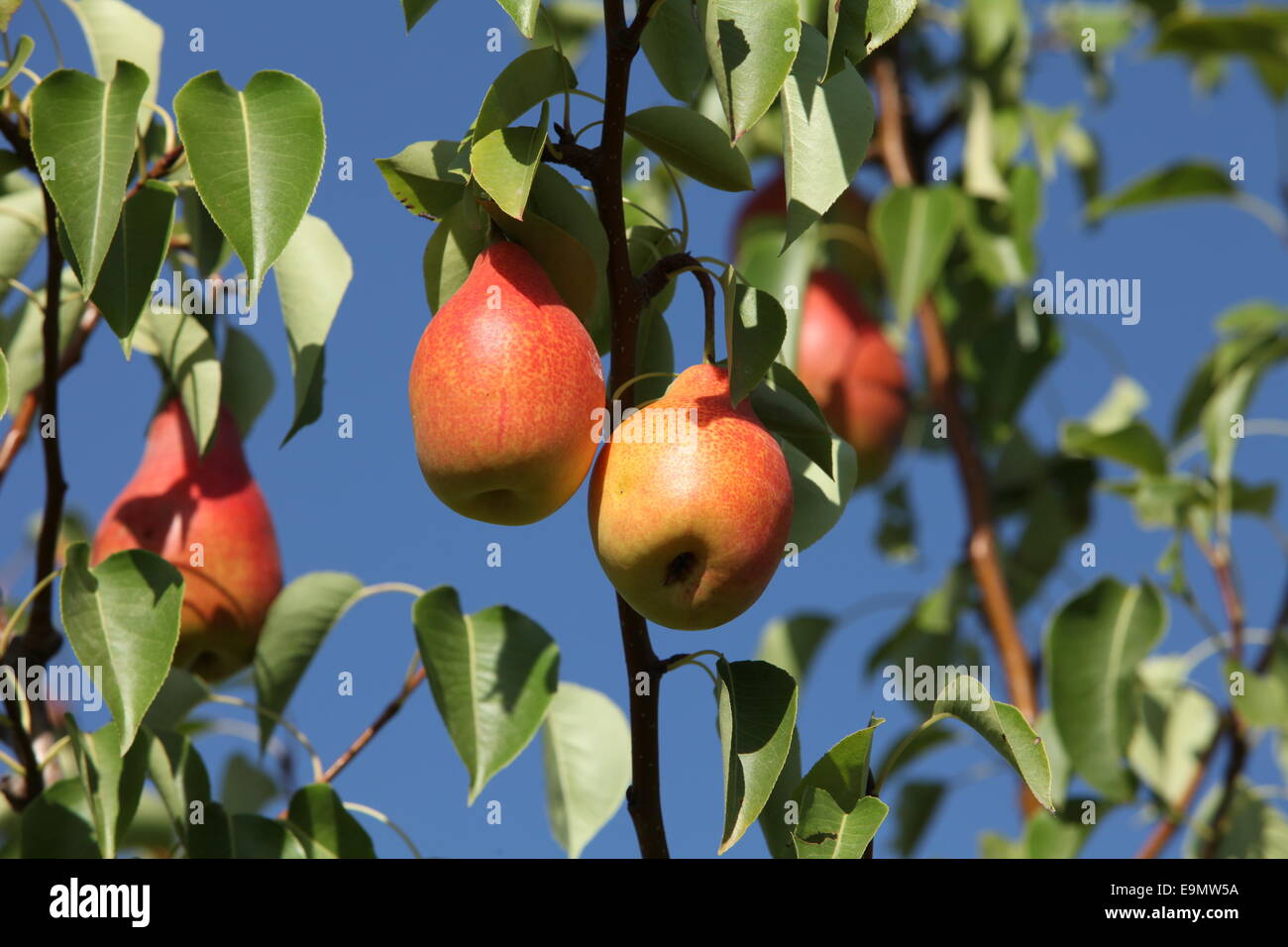 Red pears hi-res stock photography and images - Alamy