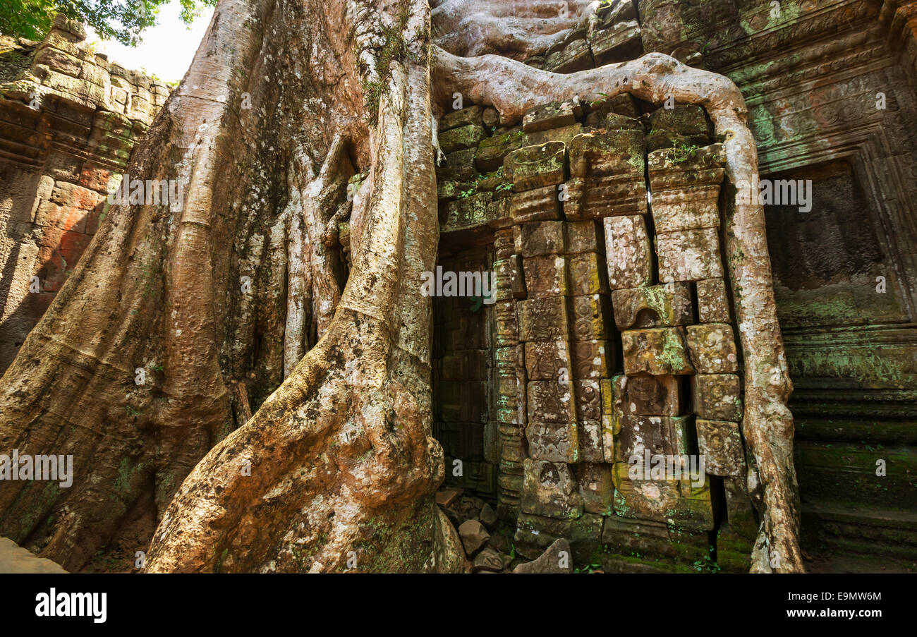 Tree in Angkor Stock Photo - Alamy