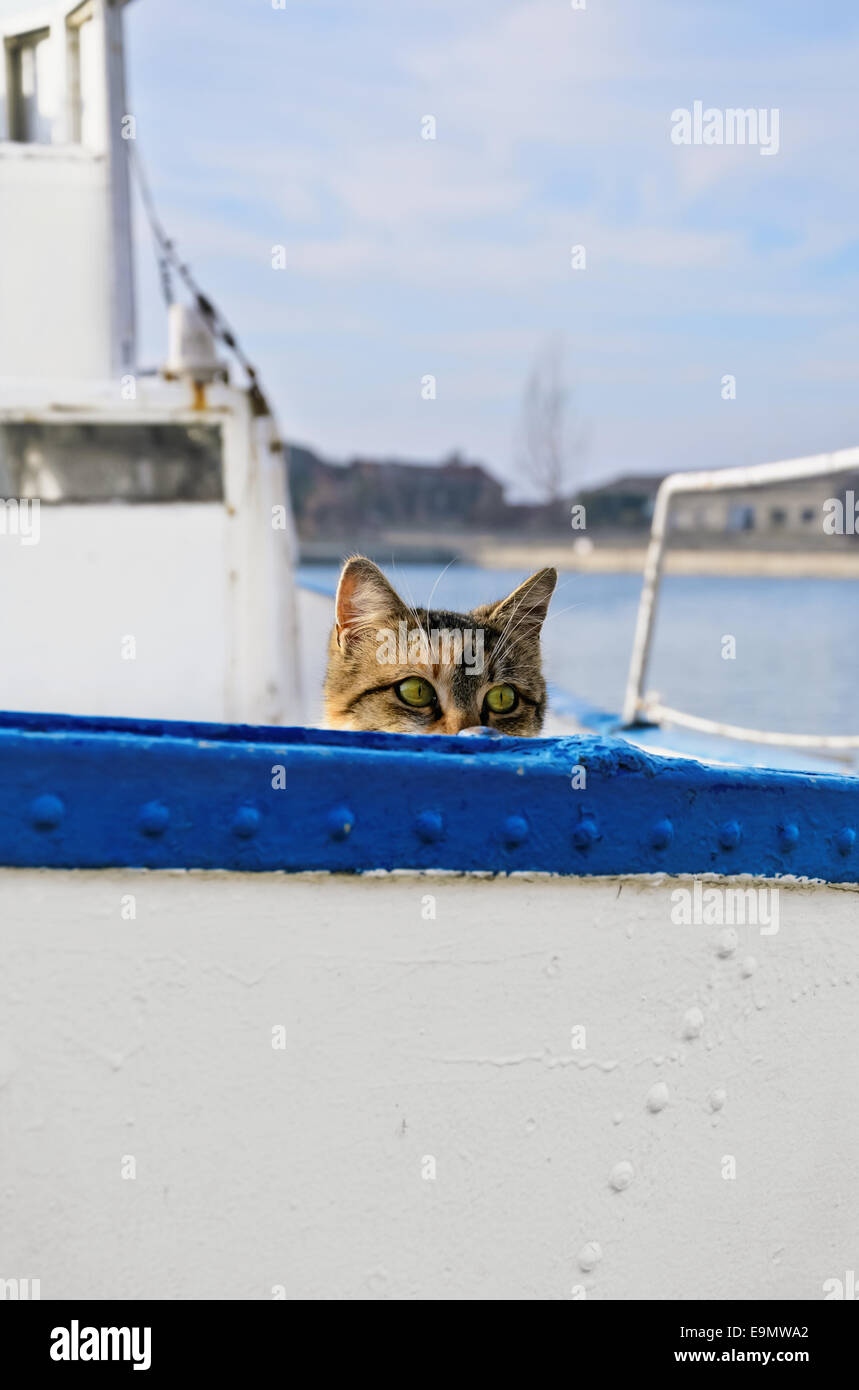 Ship cat sailor hi-res stock photography and images - Alamy