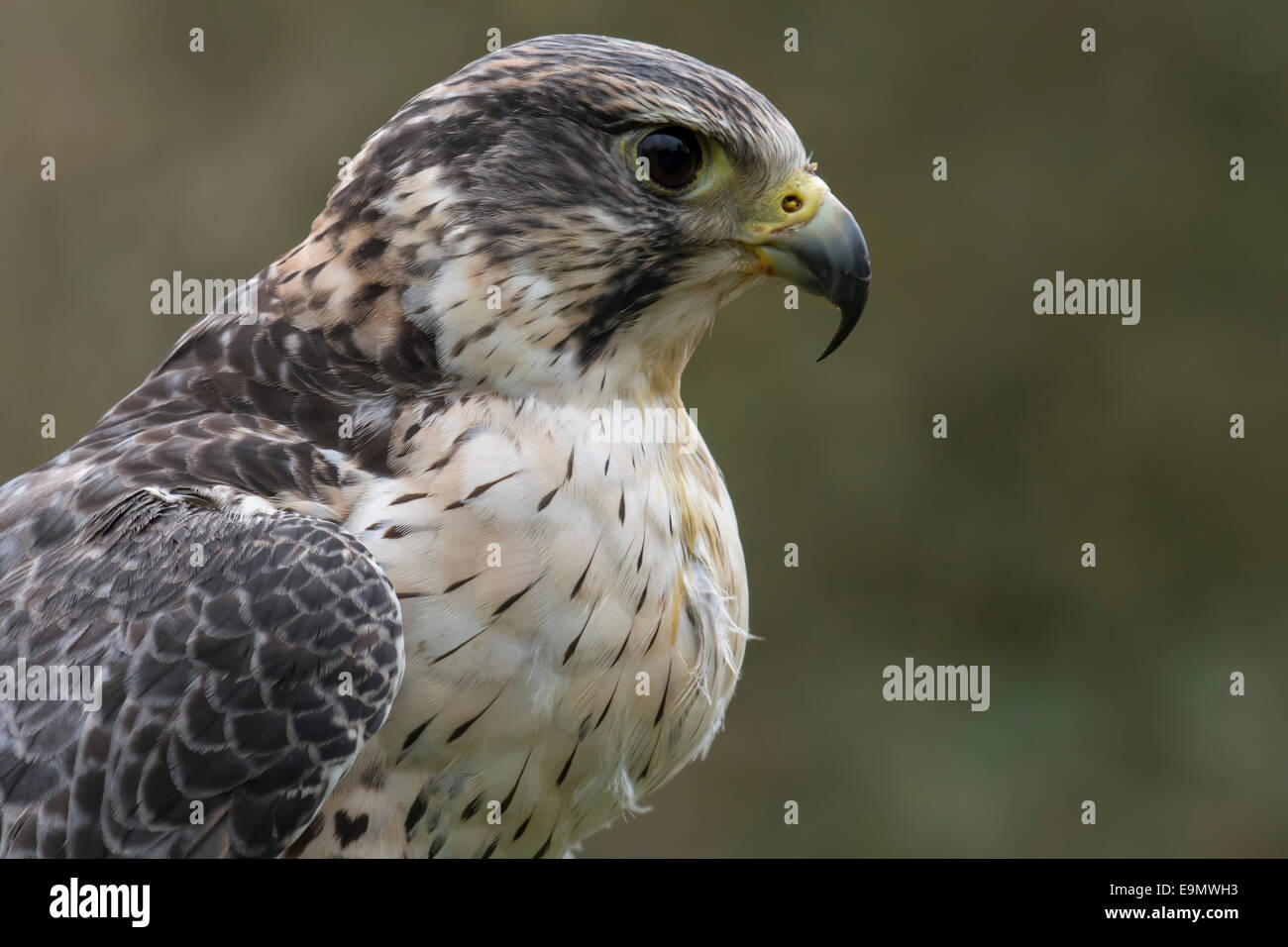 A falcon is any one of 37 species of raptor in the genus Falco, widely ...