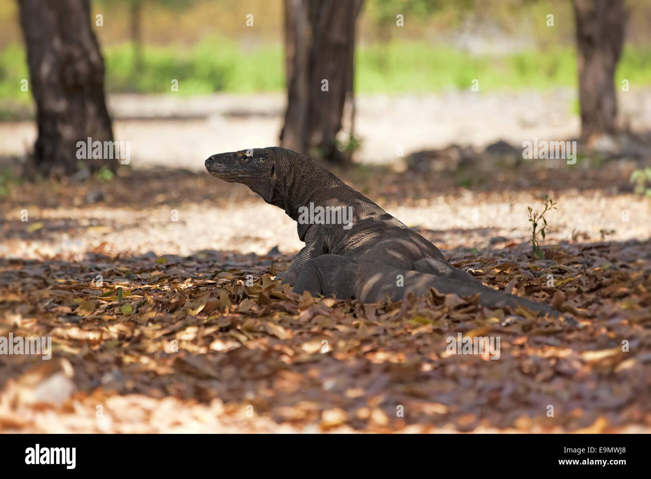 Komodo dragon indonesia landscape hi-res stock photography and images ...