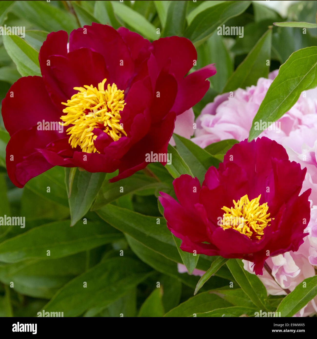 Busch pfingstrosen hi-res stock photography and images - Alamy