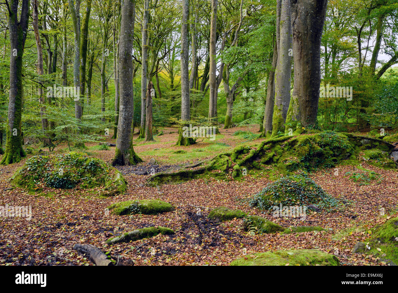 Cornwall beech hi-res stock photography and images - Alamy