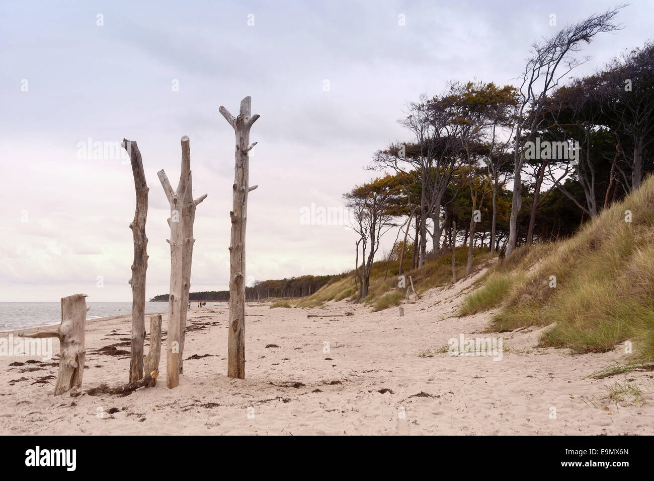 Baltic Sea coast of Darss in Germany Stock Photo - Alamy