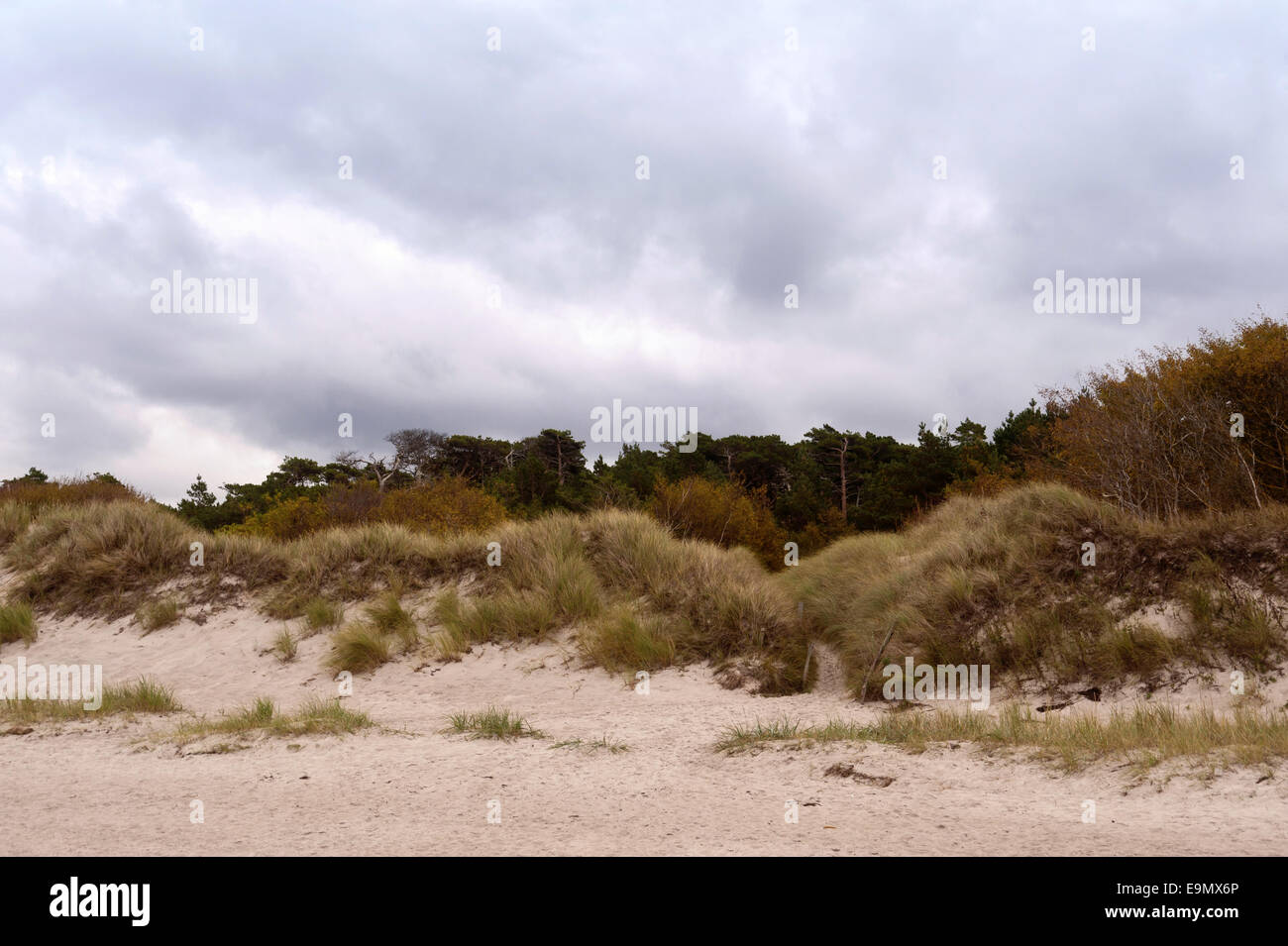 Baltic Sea coast of Darss in Germany Stock Photo - Alamy