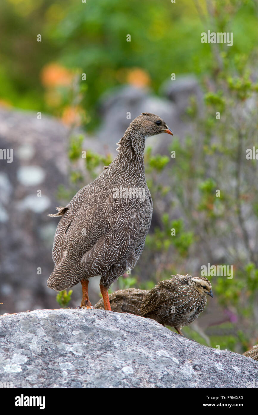 Cape Francolin, Pternistes capensis, with chick, Kirstenbosch Botanic ...