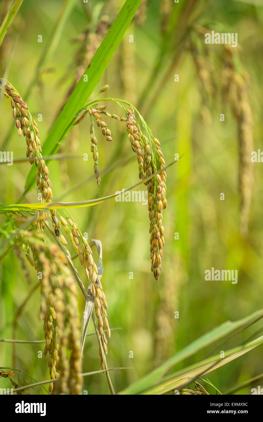 Rise field hi-res stock photography and images - Alamy
