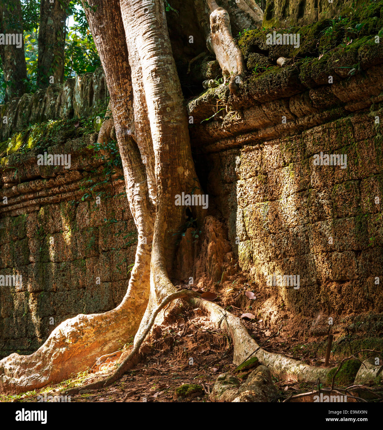 Tree in Angkor Stock Photo - Alamy