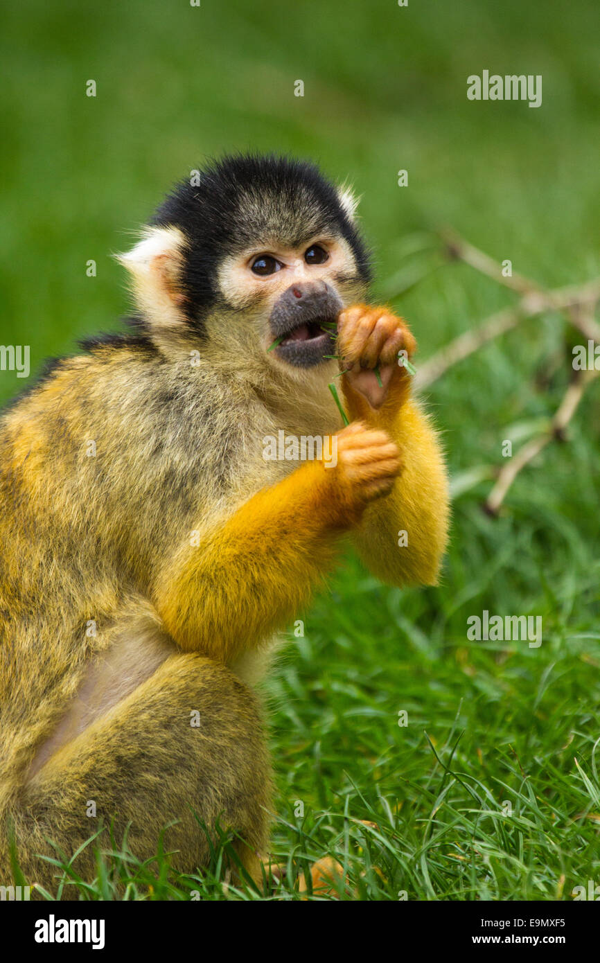 squirrel monkeys (Saimiri Stock Photo - Alamy