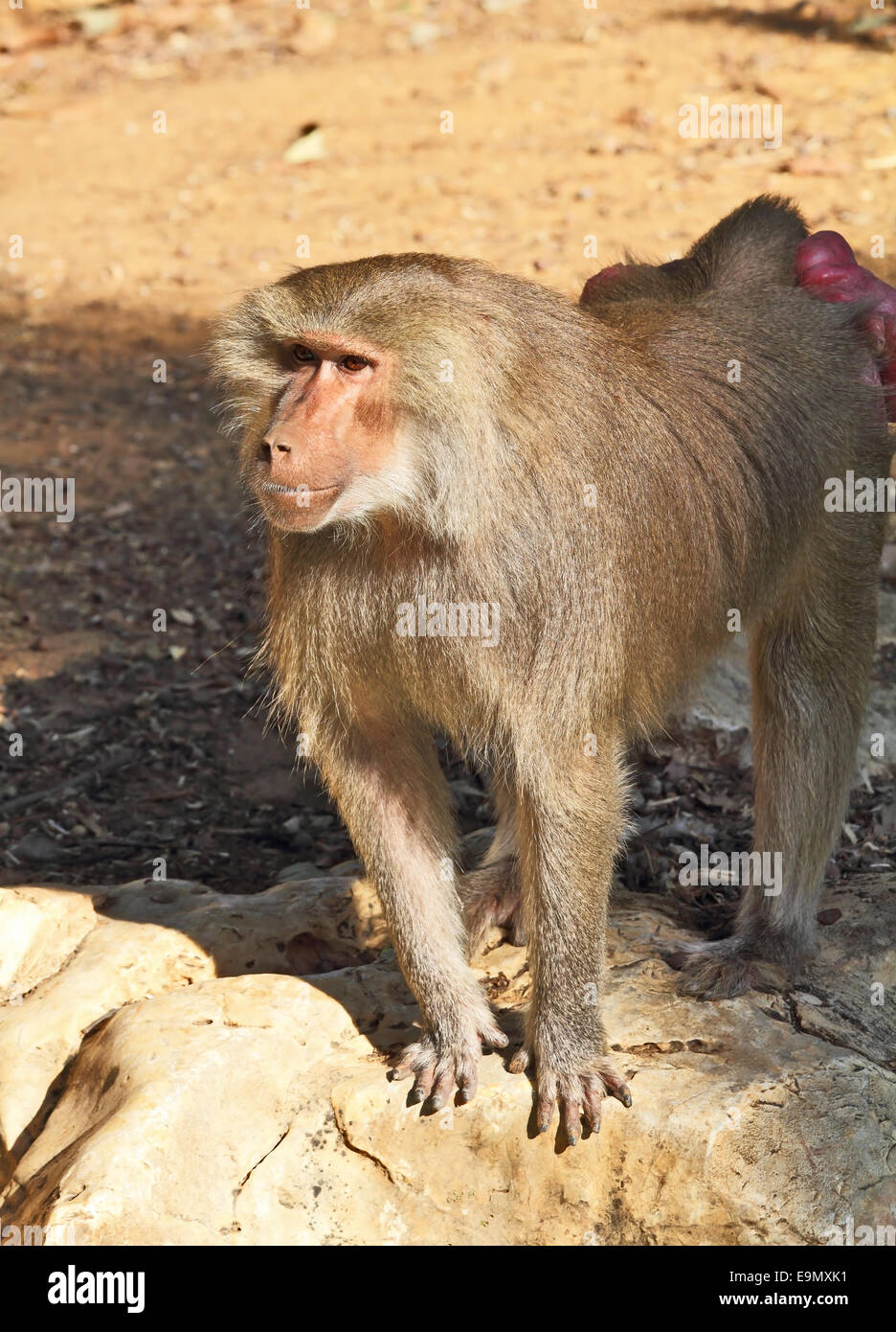 Orangutan hair hi-res stock photography and images - Alamy