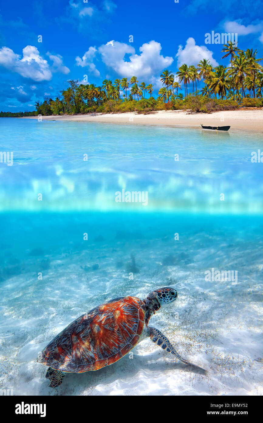 Above and below the ocean hi-res stock photography and images - Alamy