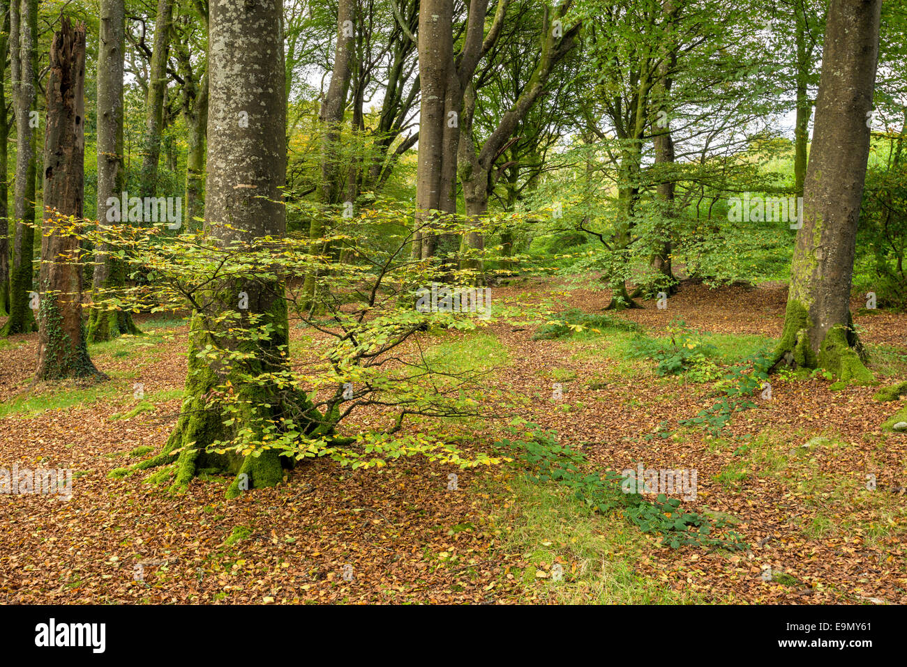 Trevaylor Woods near Penzance in Cornwall Stock Photo - Alamy