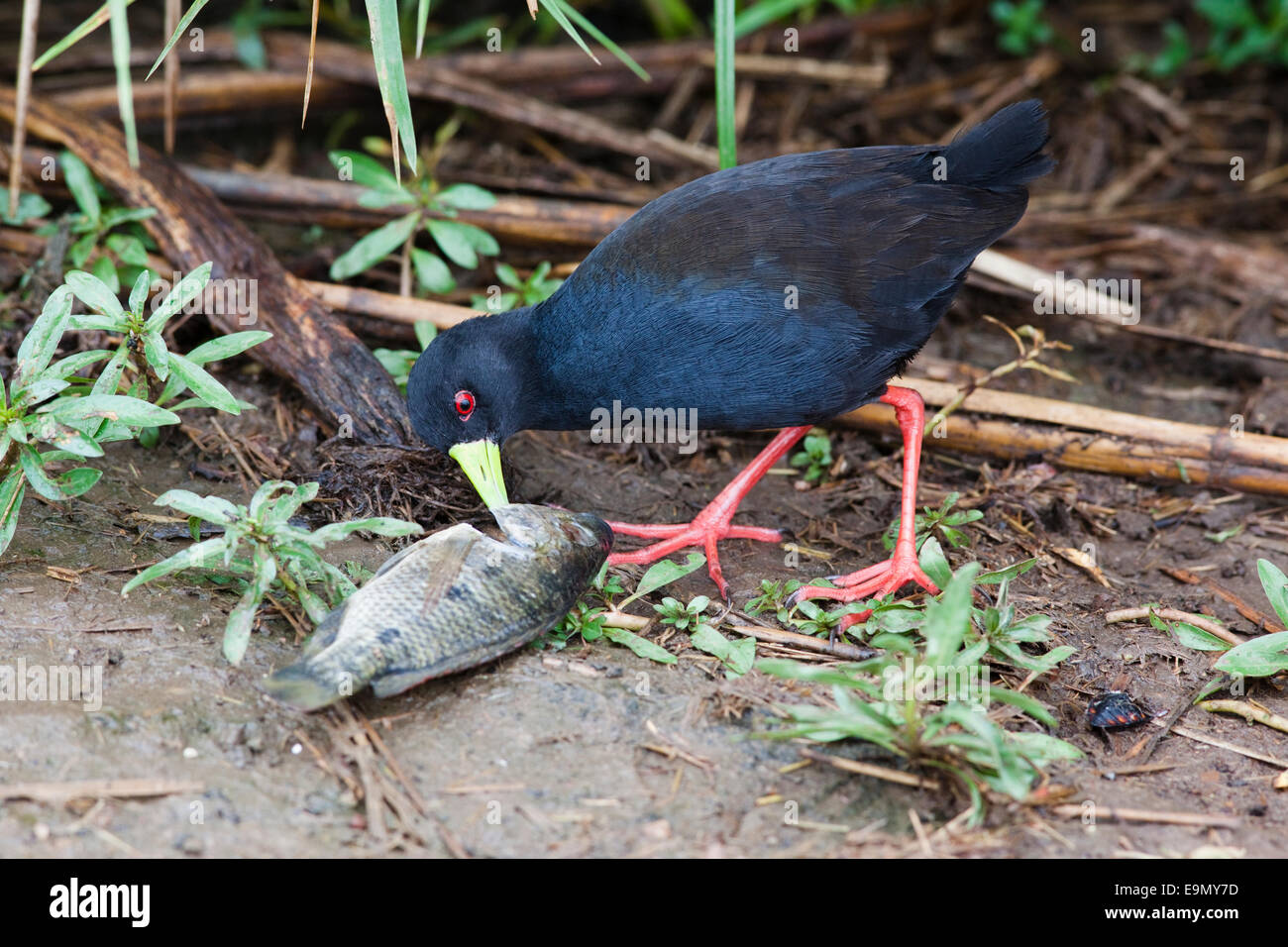 Stranded fish hi-res stock photography and images - Alamy
