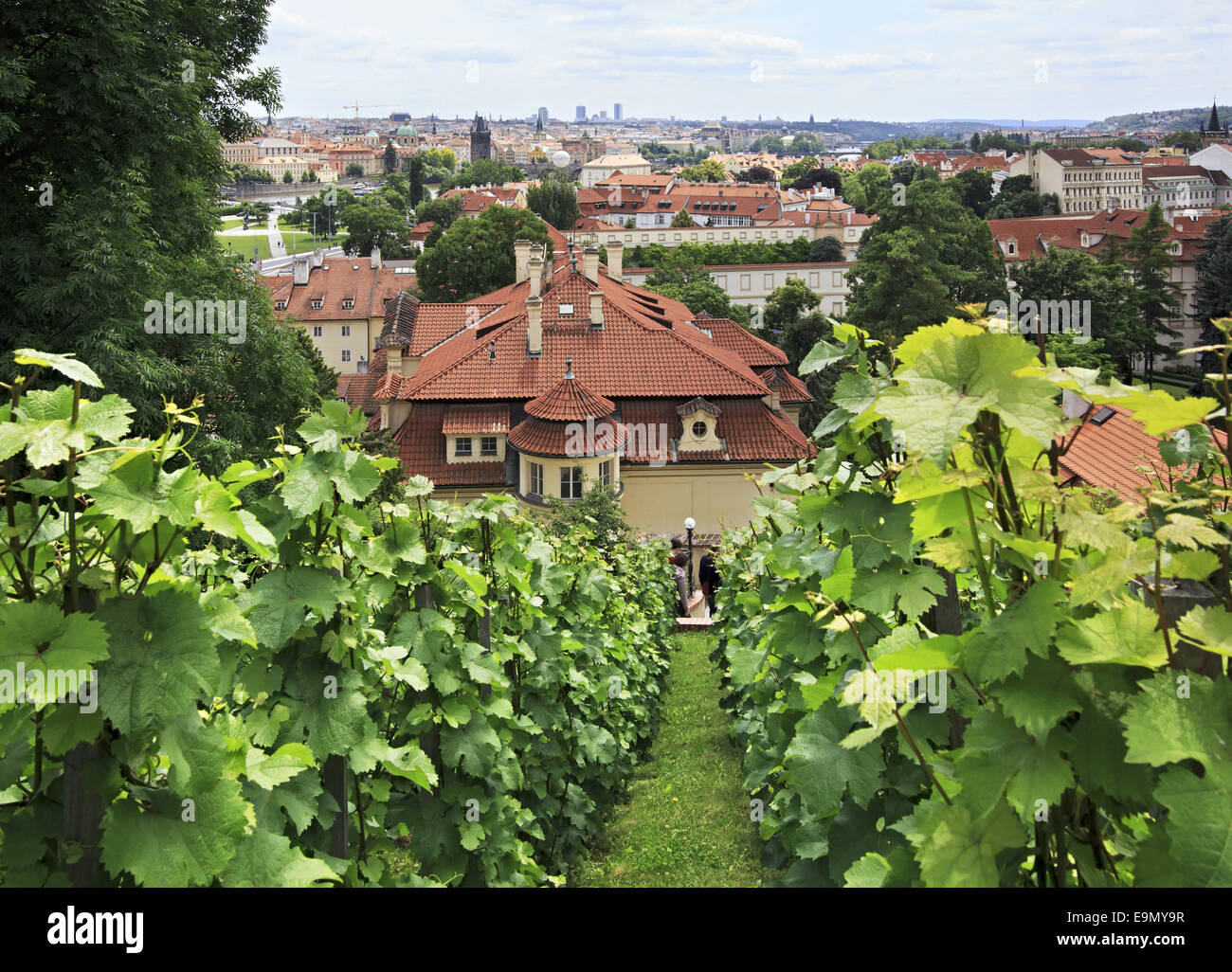 Vine on the hills in the center of Prague Stock Photo - Alamy