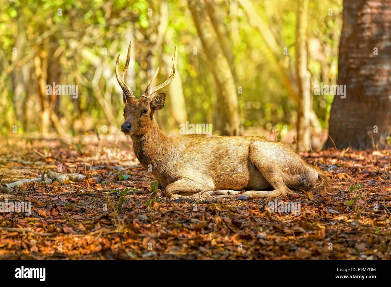 Timor deer komodo national park hi-res stock photography and images - Alamy