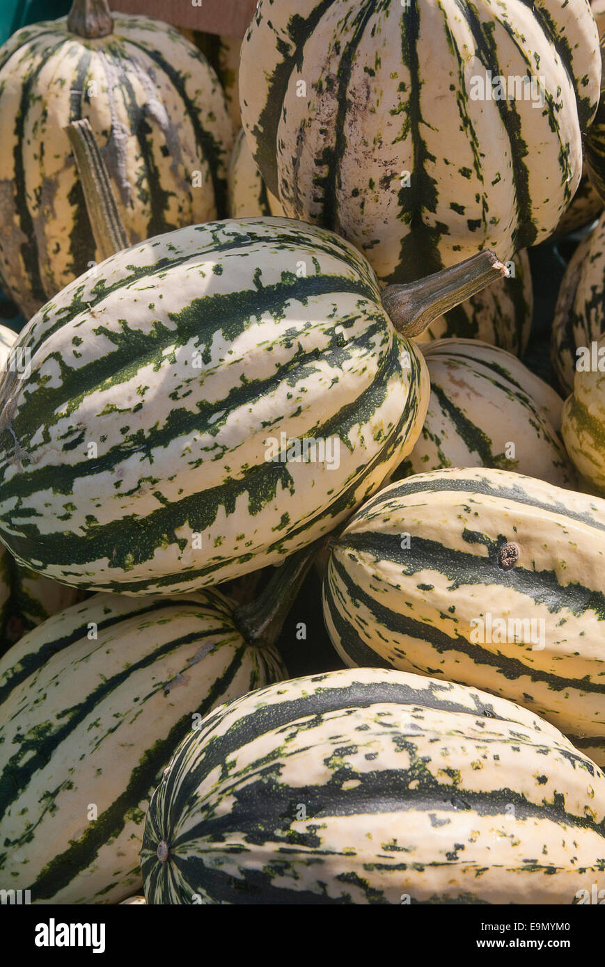 acorn jester squash, UK Stock Photo - Alamy