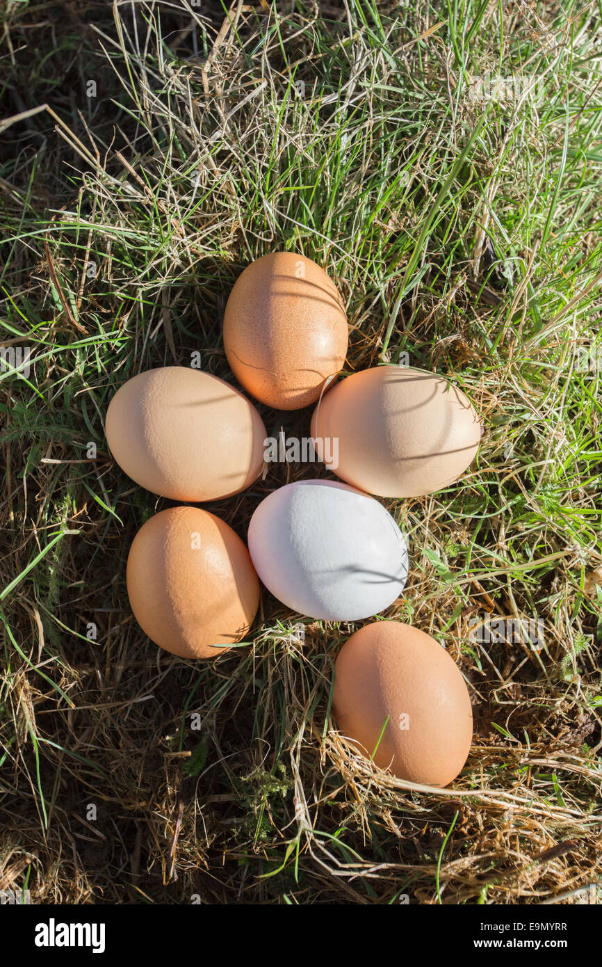 Free range eggs in the chicken run Stock Photo - Alamy