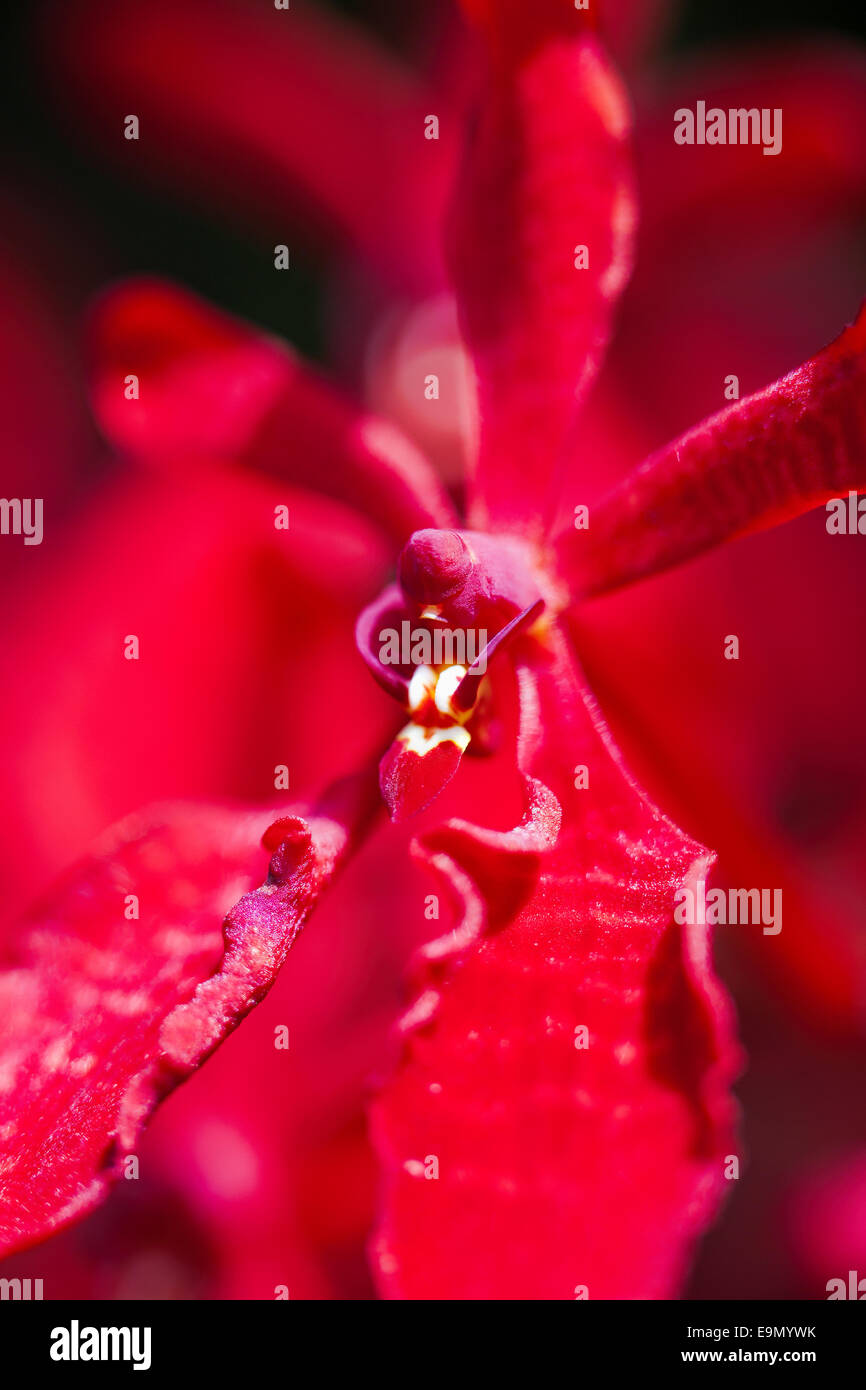 Wise one hi-res stock photography and images - Alamy