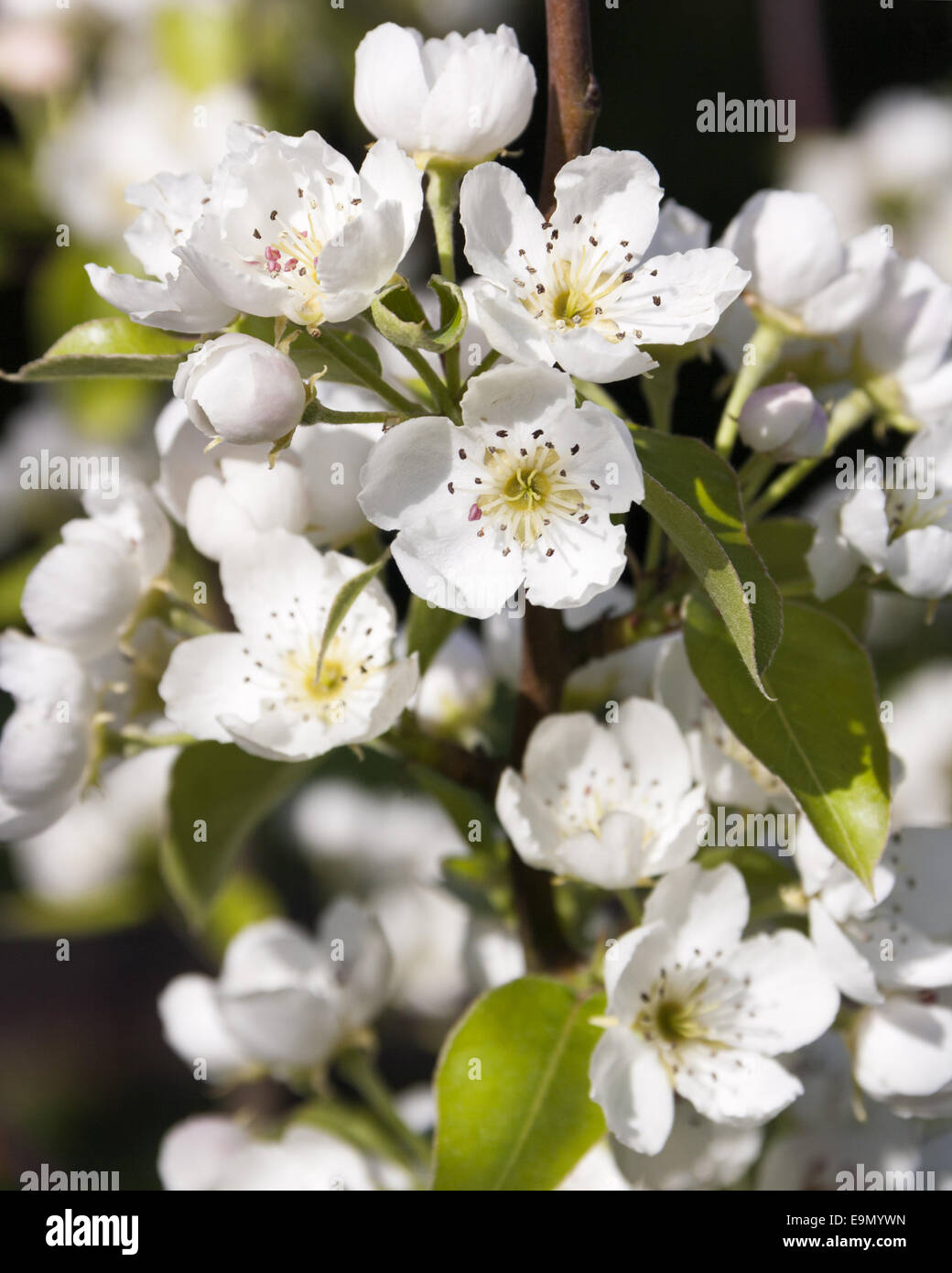 blooming apple tree Stock Photo - Alamy