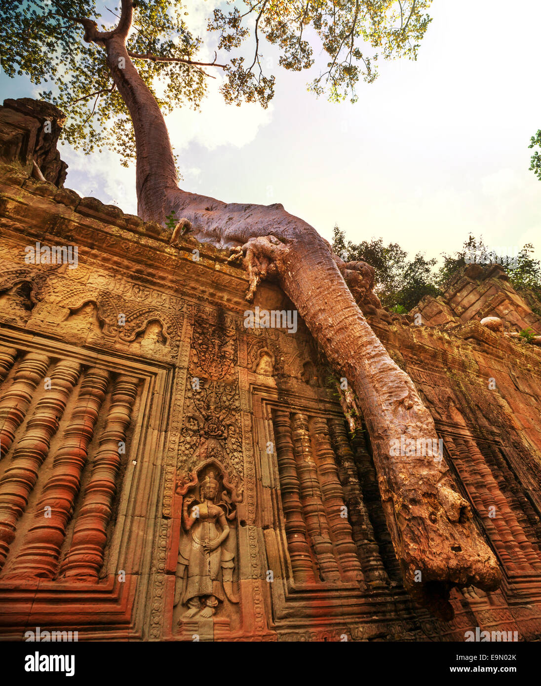 Tree in Angkor Stock Photo - Alamy