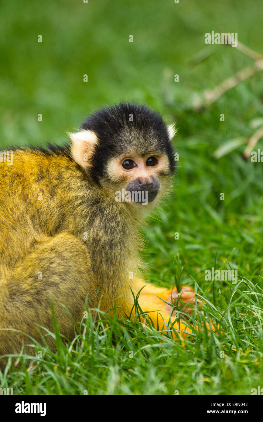 Zoo affengehege hi-res stock photography and images - Alamy