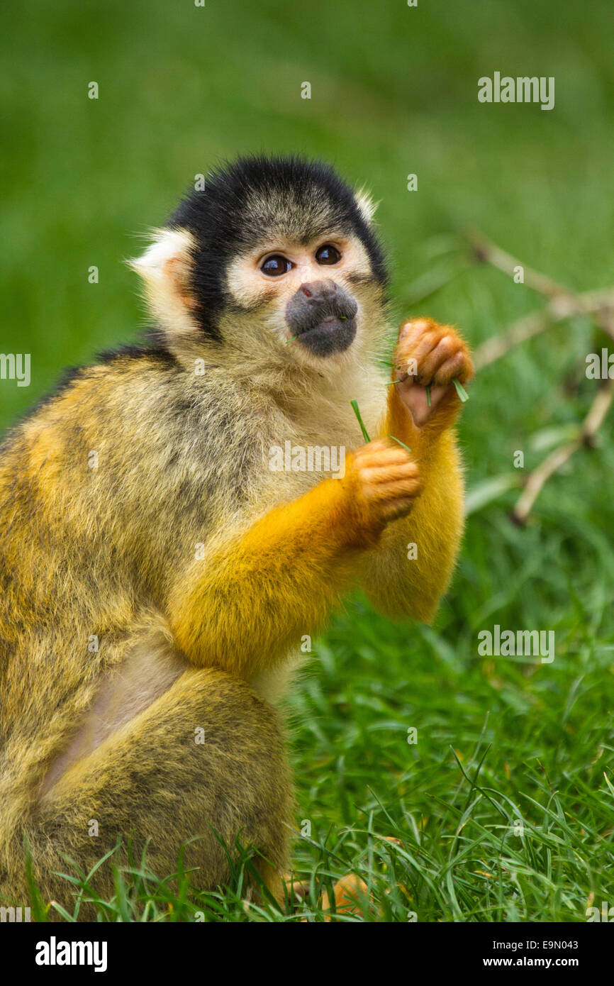 Zoo affengehege hi-res stock photography and images - Alamy