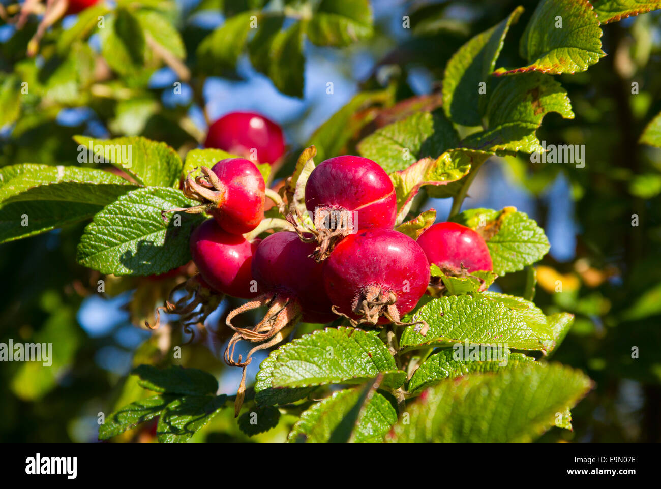 Rose hips in autumn sunshine Stock Photo - Alamy