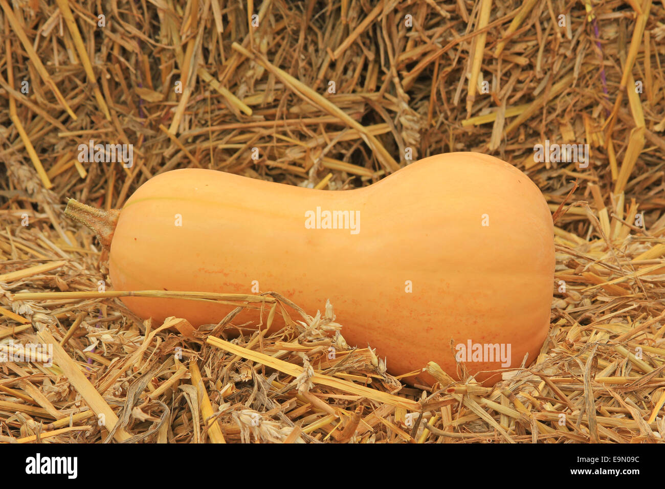 Butternut pumpkin (Cucurbita moschata Stock Photo - Alamy