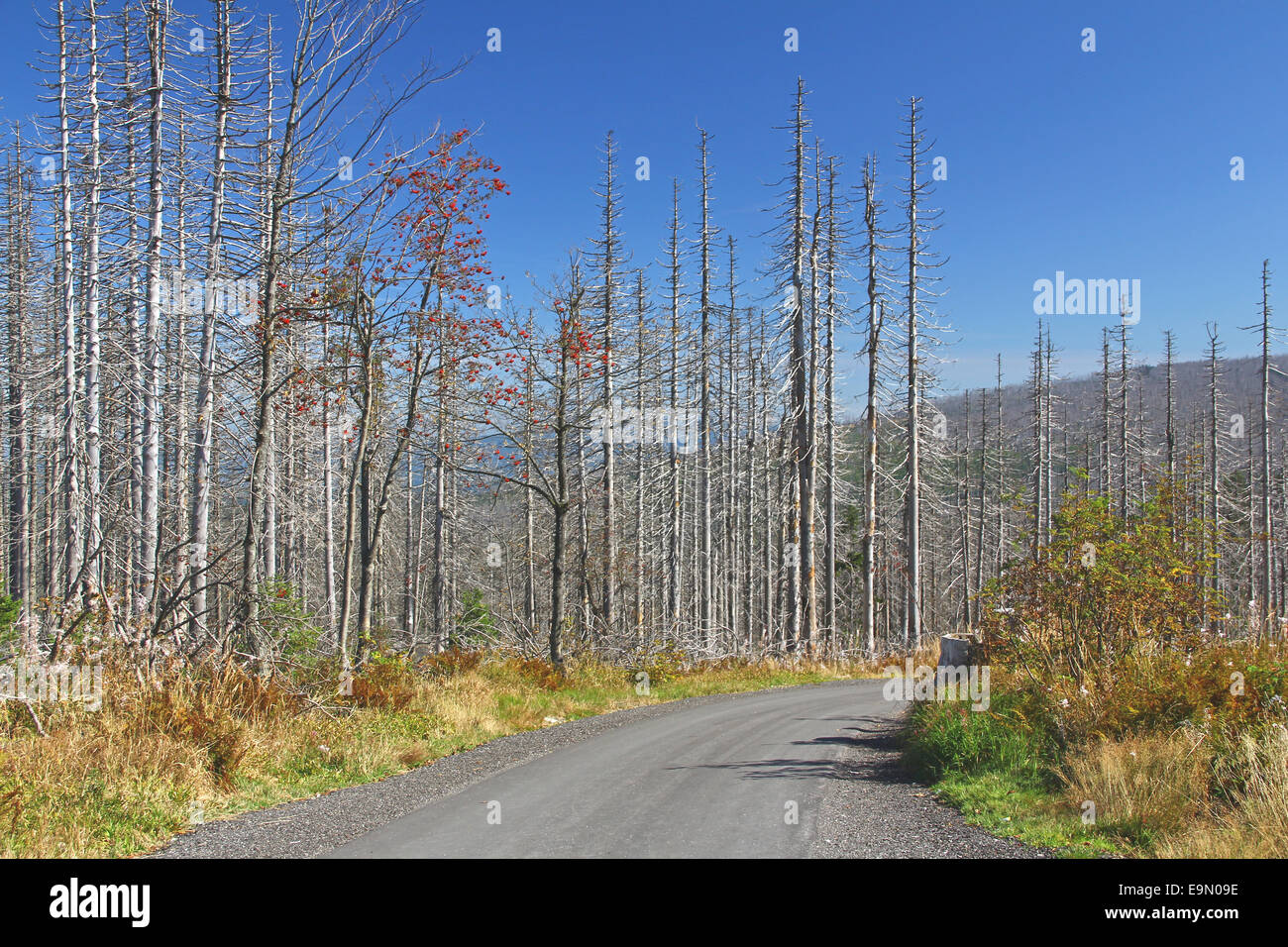 Dying forests in the Bavarian Forest Stock Photo - Alamy