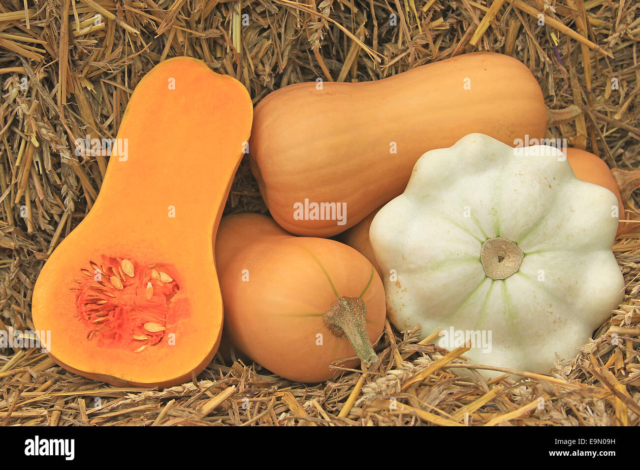 Butternut pumpkin (Cucurbita moschata Stock Photo, Royalty Free Image ...