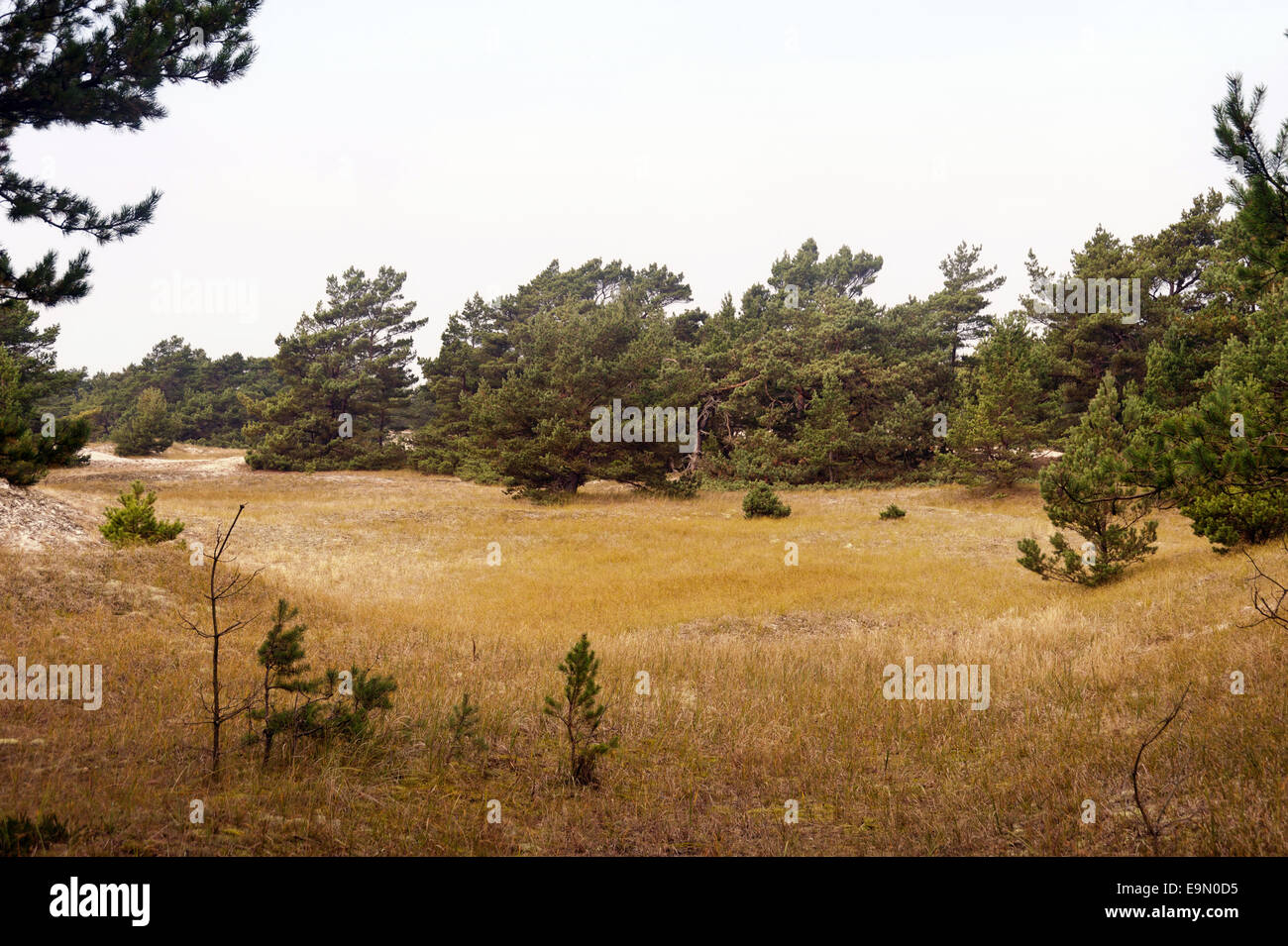In the Forest of Darss in Germany Stock Photo - Alamy