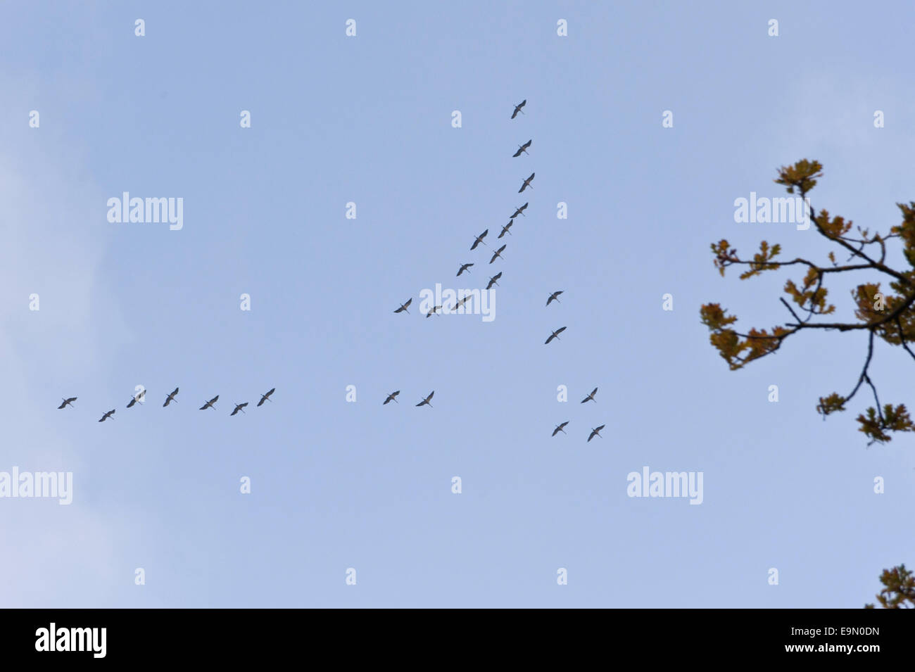 Flight of the Common Crane Stock Photo - Alamy