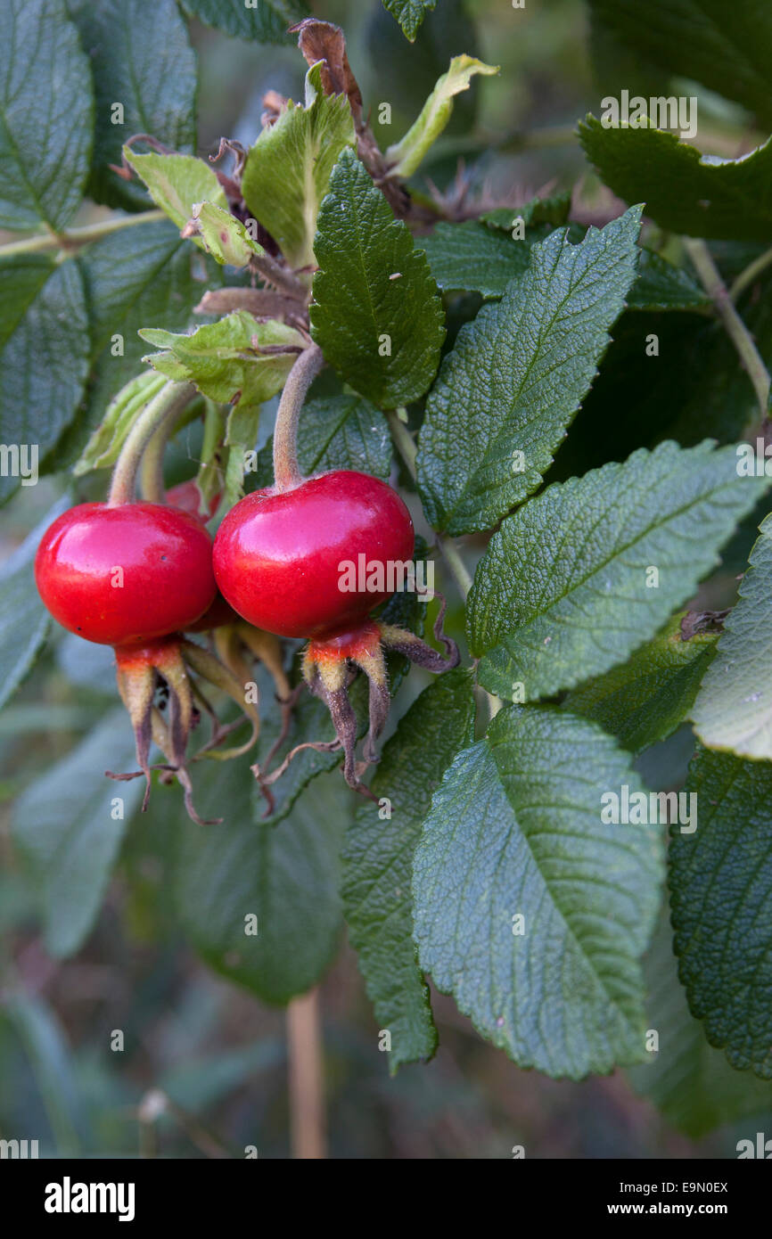 rose hips (Rosa rugosa), west sussex Stock Photo - Alamy
