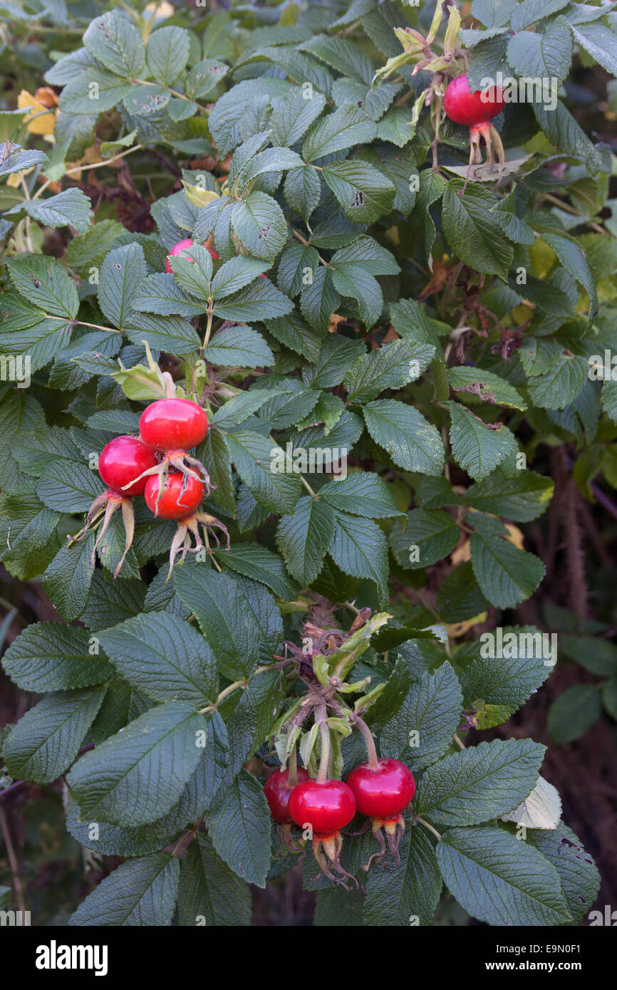 rose hips (Rosa rugosa), west sussex Stock Photo - Alamy