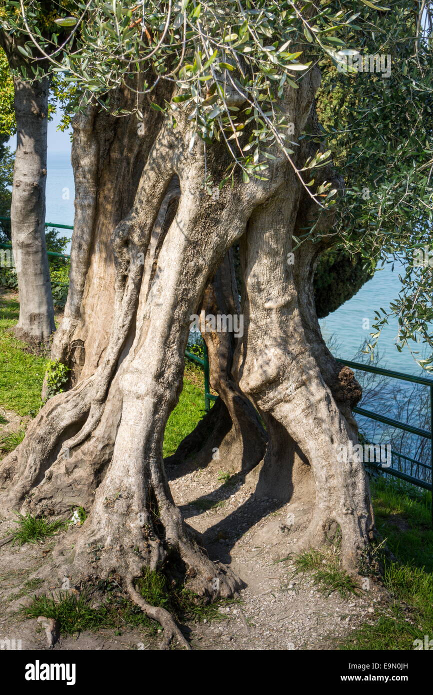 knotted olive tree Stock Photo - Alamy