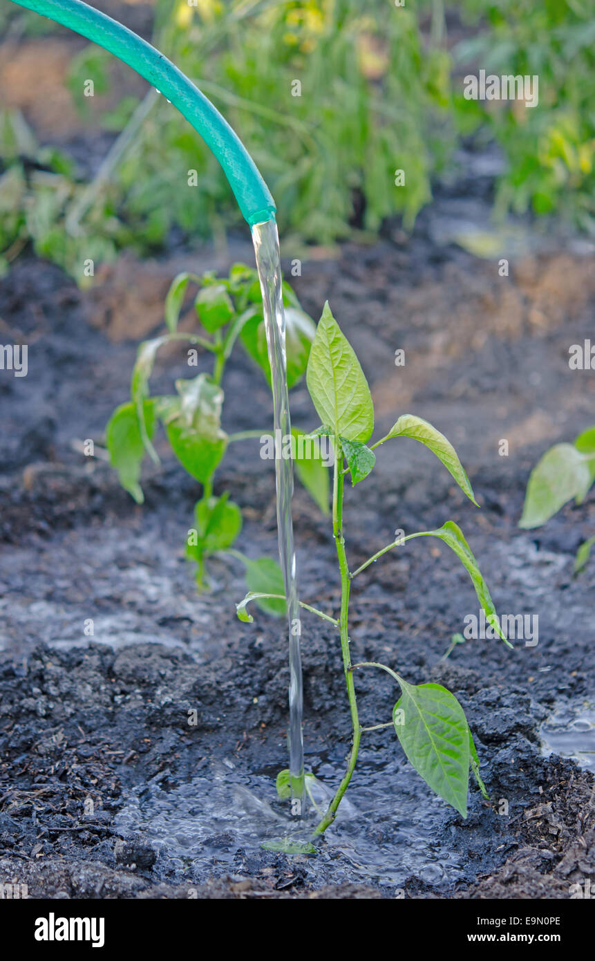 Hose watering can hi-res stock photography and images - Alamy
