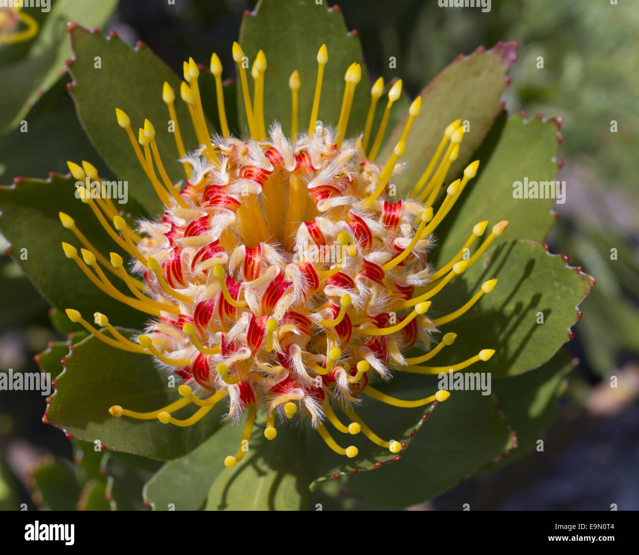 Silver tree protea hi-res stock photography and images - Alamy