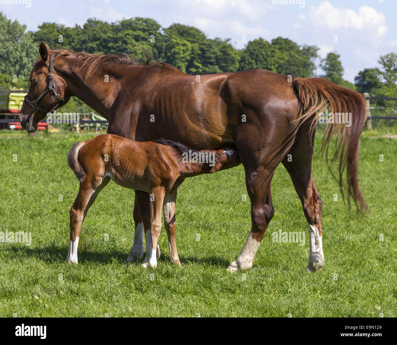 Neugeborenes fohlen mit pferd hi-res stock photography and images - Alamy