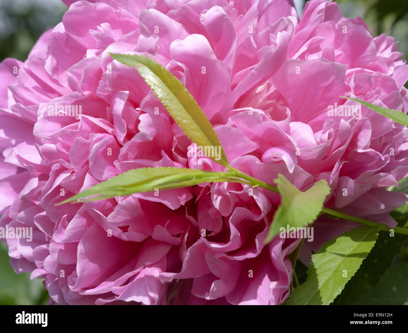 Pivoines rose hi-res stock photography and images - Alamy